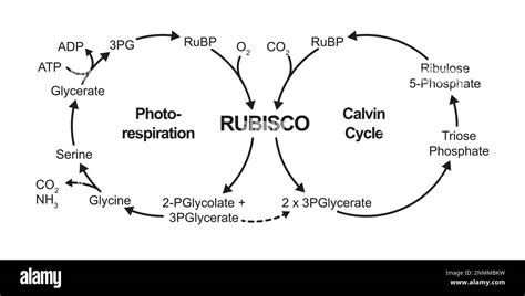Photorespiration And The Calvin Cycle Illustration In Photorespiration The Enzyme Rubisco Acts