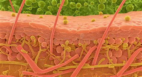 Microscopic Cross Section Of A Plant Leaf Revealing Cellular Structures