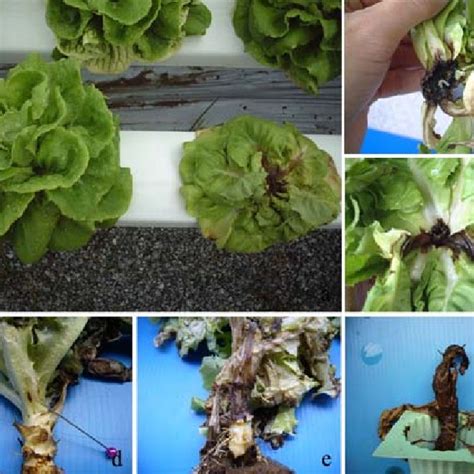 Pythium Root Rot Of Hydroponically Grown Vegetables In Thailand A Download Scientific
