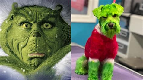 Destrozan A Mujer Por Pintar A Su Perro Color Verde Para Que Fuera El