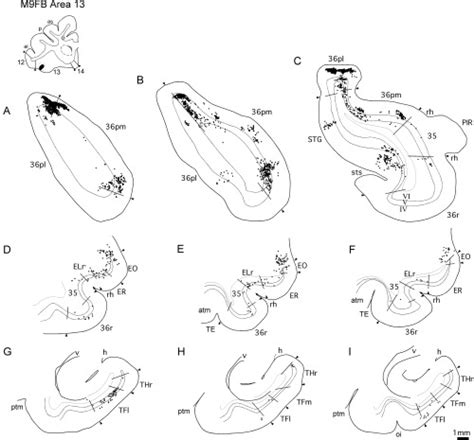 Two Dimensional Unfolded Maps Of The Entorhinal Cortex Temporal Pole Download Scientific
