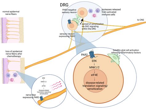 Protease Activated Receptor 2 Par2 Expressed In Sensory Neurons