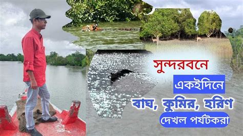 সুন্দরবন দর্শন। একই দিনে বাঘ কুমির হরিণ । মান্নাদার সুন্দরবন ইলিশ উ