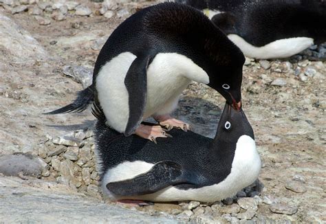 Penguins Trade Sex For Pebbles