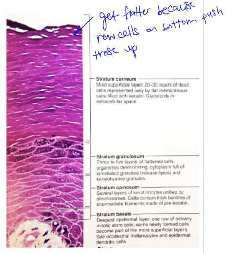 Integumentary System Flashcards Quizlet