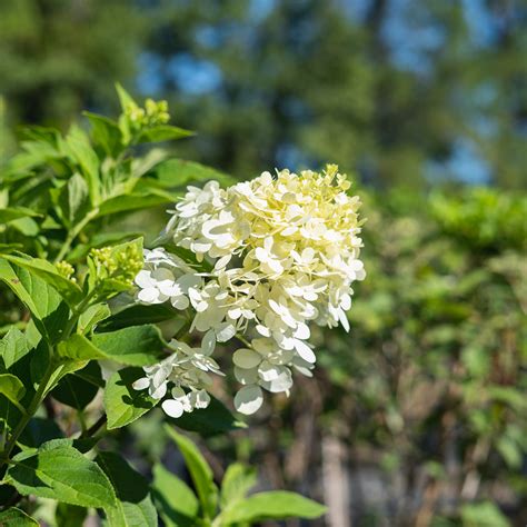 Buy Limelight Hydrangea Tree With Multiple Trunks For Sale Perfect Plants