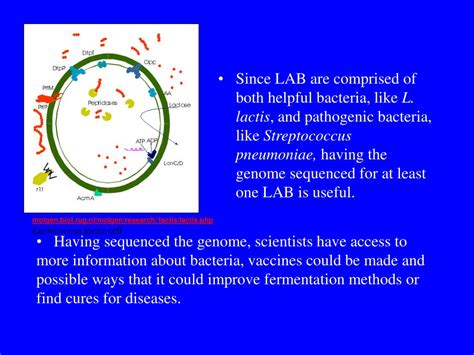 Ppt Lactococcus Lactis Ssp Lactis Powerpoint Presentation Free Download Id 1293063