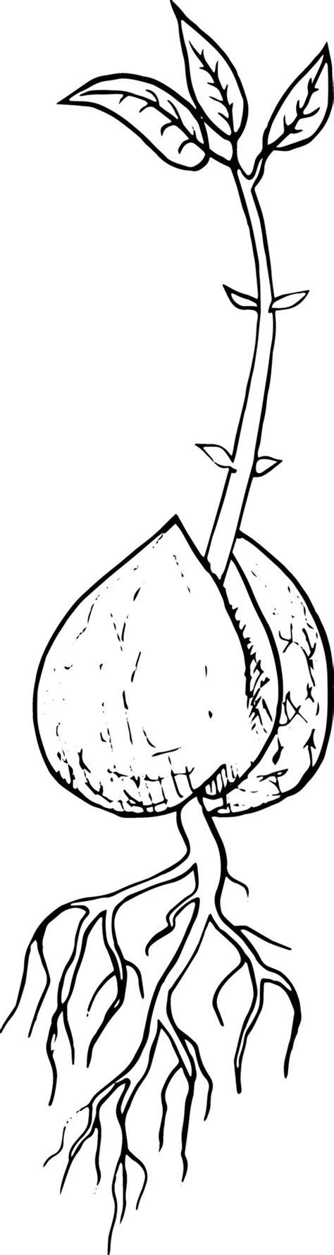 Vector Illustration Hand Drawn Avocado Seeds In A Glass Of Water For