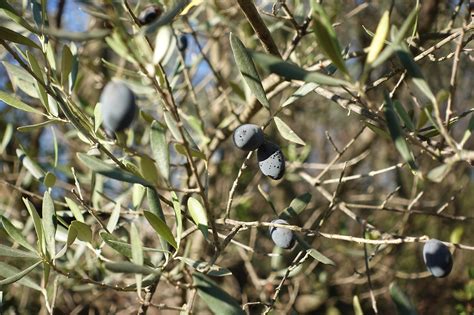 수확하지 않은 올리브 열매