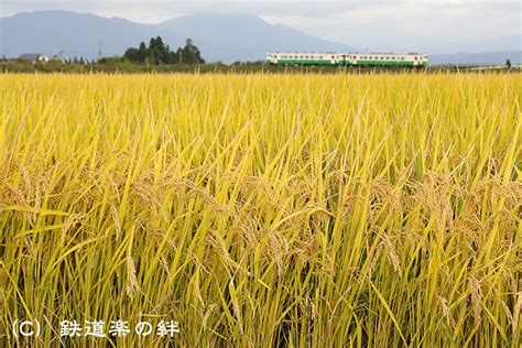 蒸機感写で鉄道楽 会津盆地の稔り