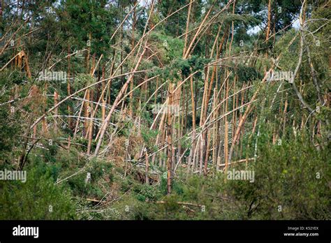 Windthrow Hi Res Stock Photography And Images Alamy