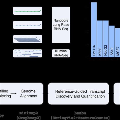 Pdf A Systematic Benchmark Of Nanopore Long Read Rna Sequencing For Transcript Level Analysis