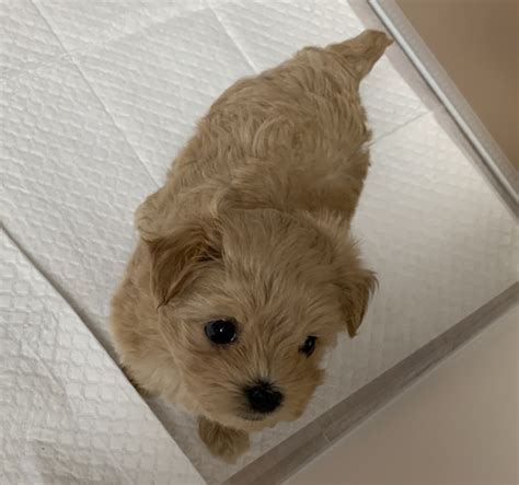 덕분에 새식구를 잘 맞이했어요 시흥강아지분양 애견분양 미니비숑분양 말티즈분양 토이푸들분양 말티푸분양