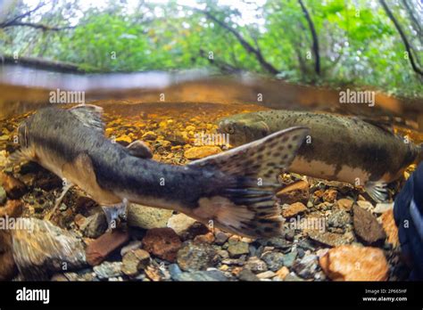 Adult Pink Salmon Oncorhynchus Gorbuscha Spawning In Fox Creek