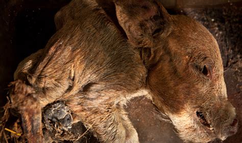 PHOTOS: Abandoned Veterinary School In Brussels Is Unbelievably Creepy