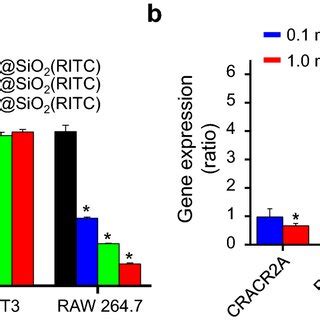 Cell Viability And DNA Repair Related Genes Expression In