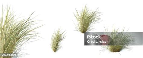 Sewan Grass 식물 세트 와 와 선택적인 초점 클로즈업 백색 배경에 고립되어 있다 3d 렌더링 0명에 대한 스톡 사진 및