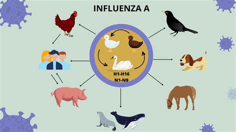 Influenza Aviar O Gripe De Las Aves En La Argentina Unlp