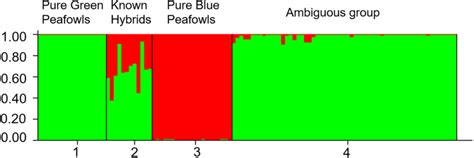 Genetic Clustering Analysis Using Structure With An Assumption Of Two