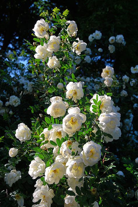山茶花