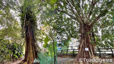 新北通過增列5株珍貴樹木 景觀處：打造城市綠美學 Ettoday地方新聞 Ettoday新聞雲