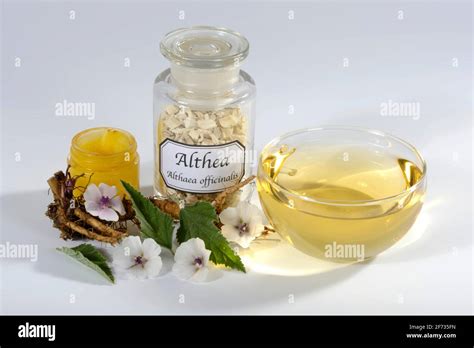 Cup Althea Officinalis Marshmallow Root Tea Marshmallow Roots