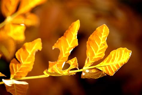 Imagen gratis ramita de hojas marrón amarillo otoño hojas