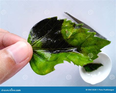 Starch Test Stock Photo Image Of Learn Babe Test 59613530