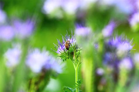꿀벌과 꽃 Phacelia 큰 줄무늬 꿀벌의 클로즈업은 녹색 배경에 Phacelia에서 꿀을 수집합니다 Phacelia