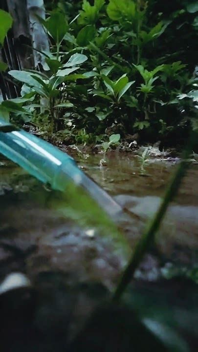 আজকে আমি ফুল গাছ গুলোকে যেভাবে বাঁচলাম😲bangali Minivlog Minivlog Flowertree Shorts Youtube