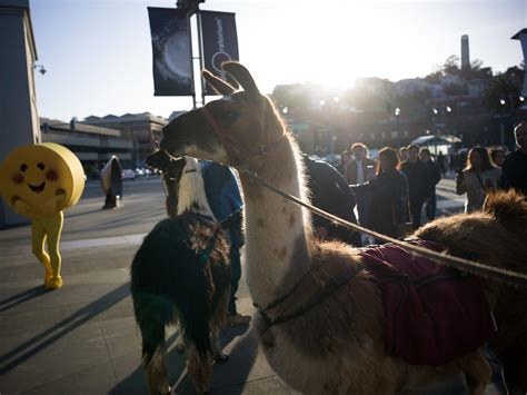 Reasonable Ai — The Golden Age Of Ai Programming By Alexy Khrabrov Chief Scientist