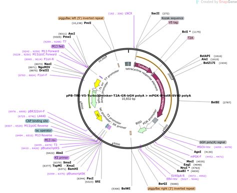 Addgene Ppb Tre V5 Turboid Linker T2a Gr Bgh Polya Mpgk Blastr Sv40 Polya