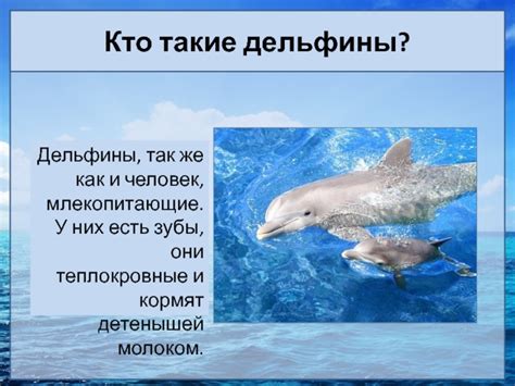 Немного о дельфинах