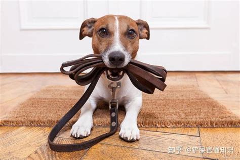 还在遛狗不牵绳？你违法了知道吗？ 知乎