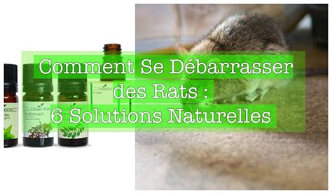 Comment Se Débarrasser des Rats 6 Solutions Naturelles