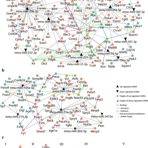The Holistic Mirna Target Interaction Maps Were Constructed And Key