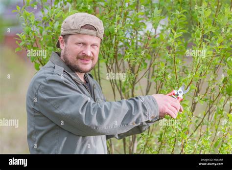 Gardener Man Pruning The Tree In His Garden Stock Photo Alamy