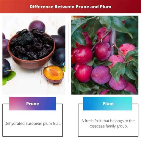 Prune Vs Plum Difference And Comparison