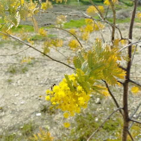 【ミモザ！！】 ブログ 西尾市でエステならメナードフェイシャルサロン 七ッ田