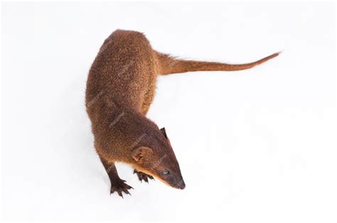 Premium Photo Javan Mongoose Or Small Asian Mongoose Herpestes