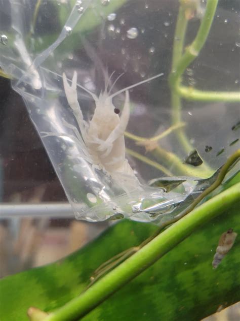 Can Anyone Tell The Sex Of These Two Crayfish Raquariums