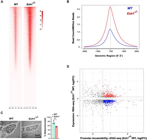 Polycomb Ezh1 Maintains Murine Muscle Stem Cell Quiescence Through Non Canonical Regulation Of