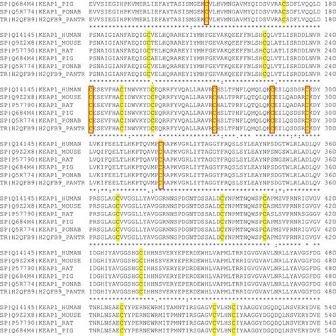 Amino Acid Sequence Alignment Of Various Mammalian Keap1 Alignment