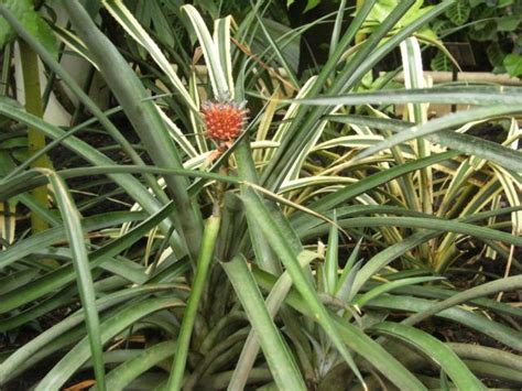 Ananas Comosus Champaca An Ornamental Pineapple Kew Gardens London