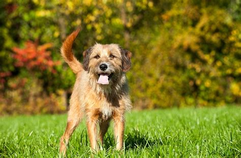 Animal Genetic Disorders