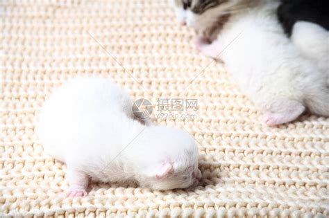 刚出生的小猫第一次闭着眼睛吸猫奶小白化小猫完全是白色的这只猫生了小猫高清图片下载 正版图片504129014 摄图网