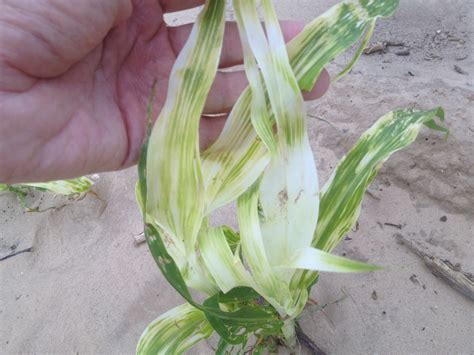 Field Foliar Symptoms In West Texas Sorghum Texas Row Crops Newsletter