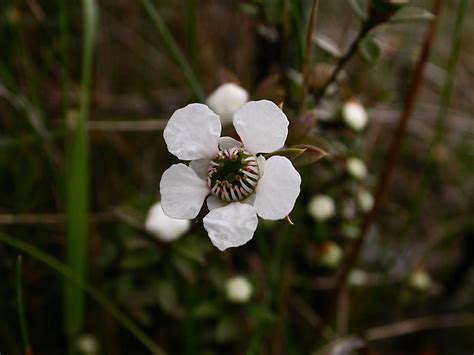 Leptospermum Scoparium Myrtaceae Image 19057 At PhytoImages Siu Edu