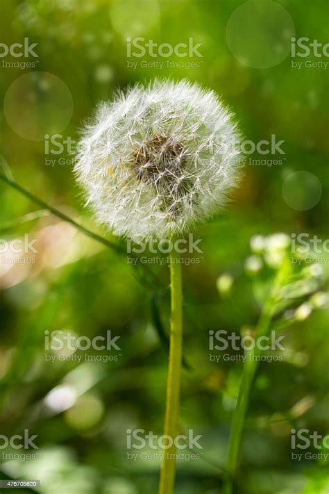 민들레 꽃과 같이 신선한 잎은 녹색 잔디 연두빛 포토서제스트 0명에 대한 스톡 사진 및 기타 이미지 0명 2015년 계절