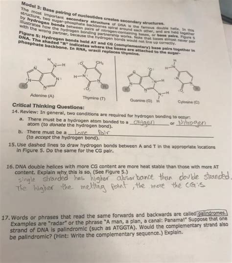 Solved Model 3 Base Pairing Of Nucleotides Creates Secondary